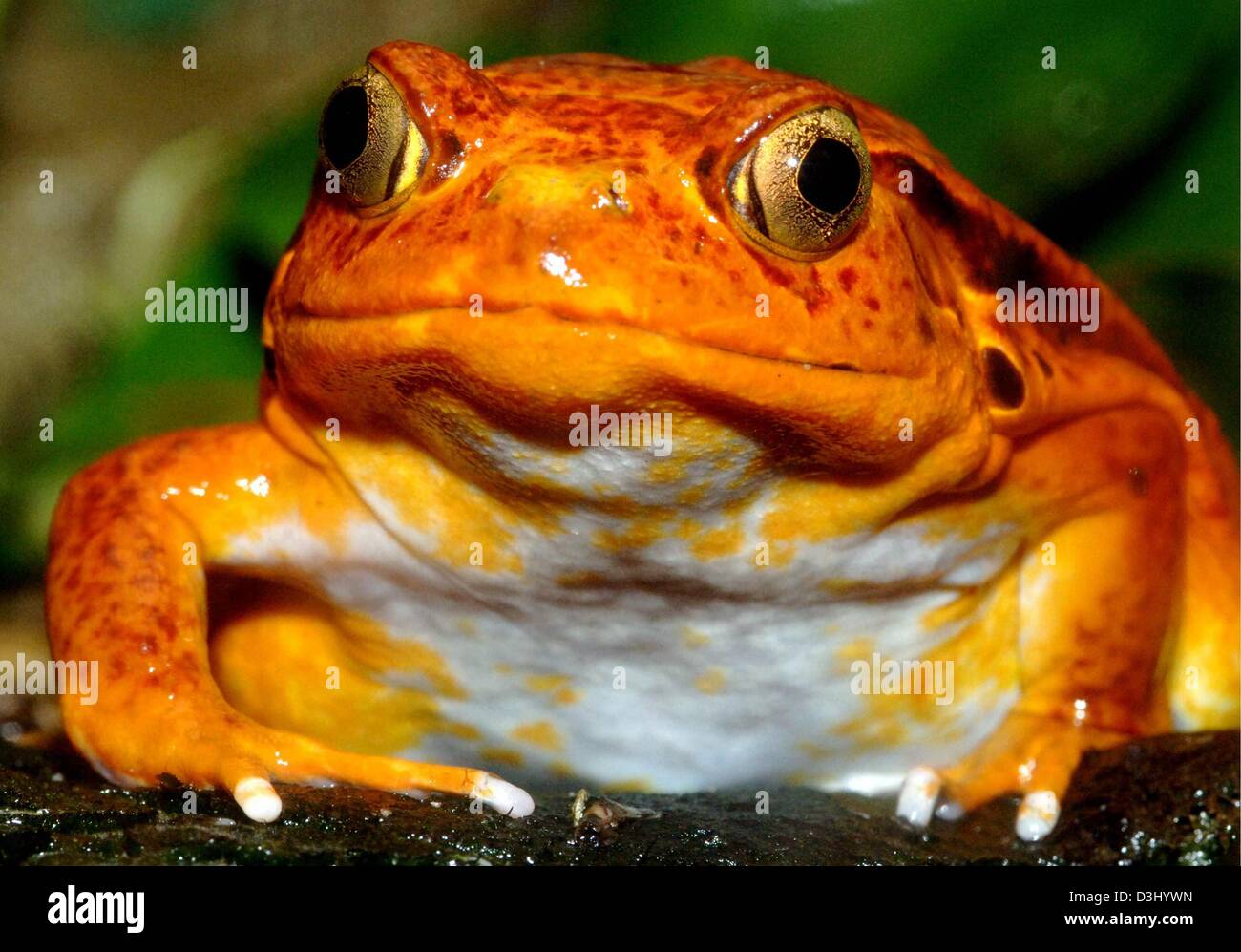 (dpa) - A Madagascar narrow mouth toad sits in his terrarium in the zoo ...