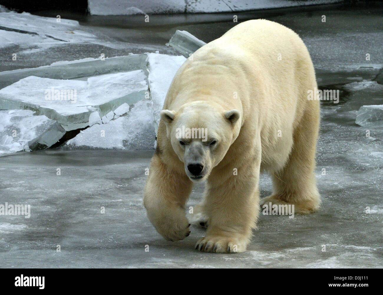(dpa) - In familiar weather conditions a polar bear walks over the ...