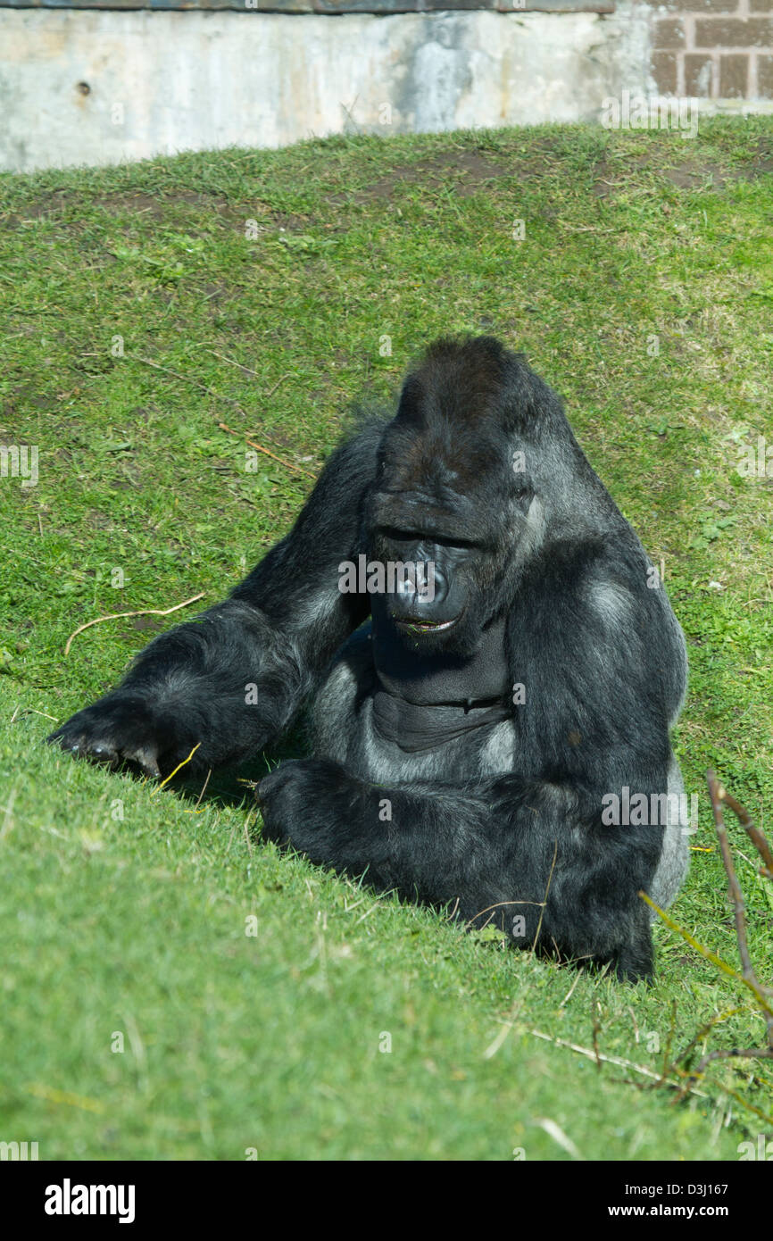 Powerful silverback hi-res stock photography and images - Alamy