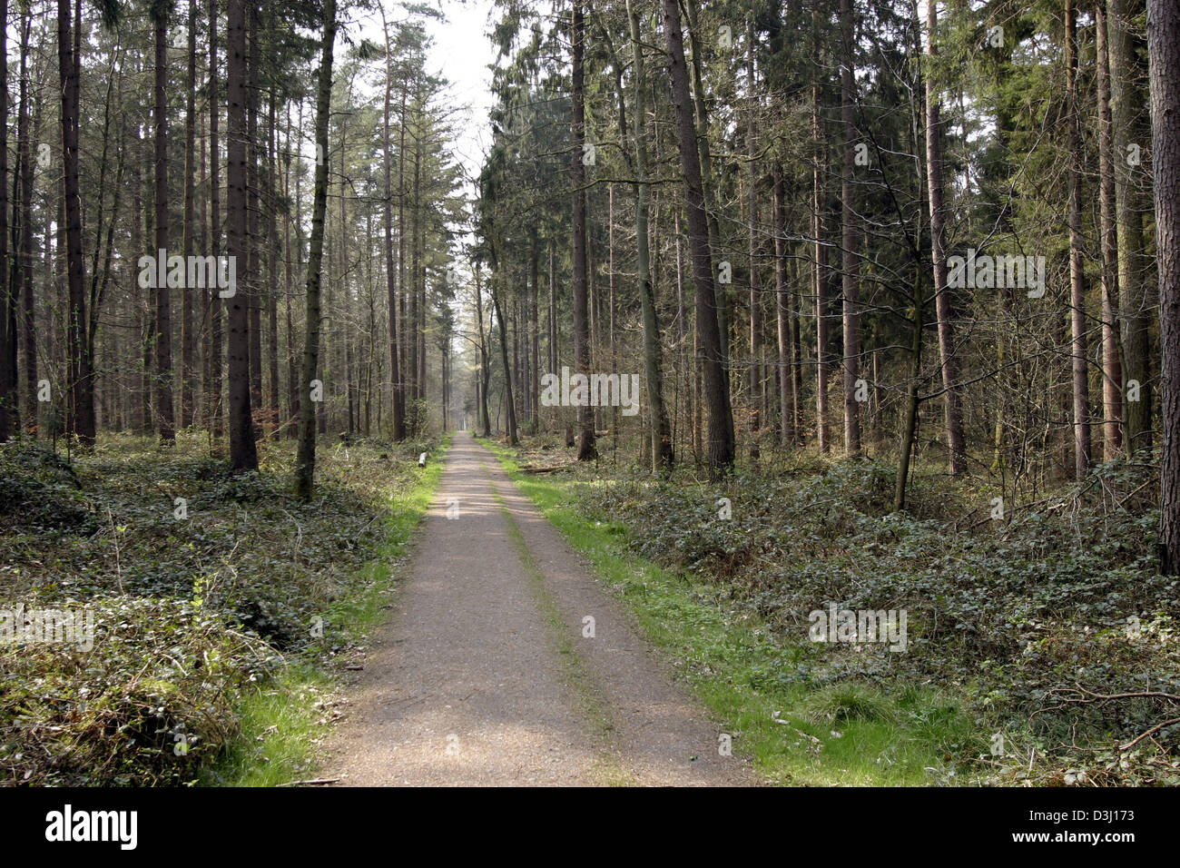 (dpa files) A picture, dated 17 April 2005, shows a forest path in the ...