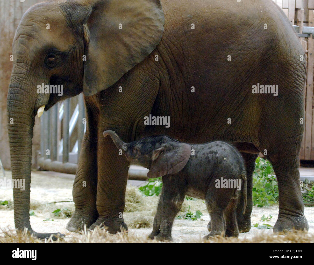 (dpa) - An African elephant baby stands underneath its mother's belly ...
