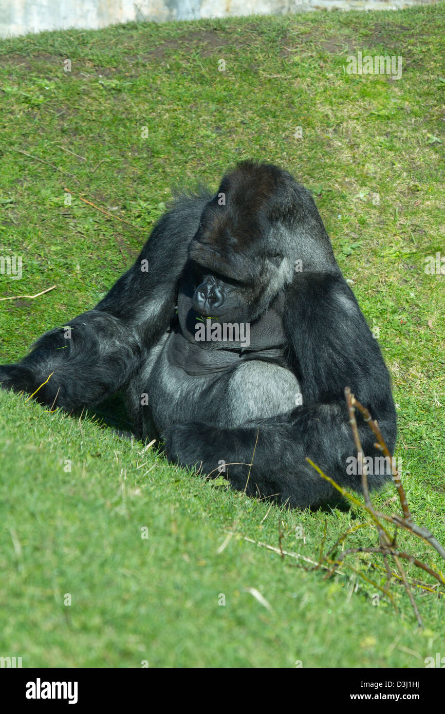 A big silverback gorilla sitting on grass Stock Photo - Alamy