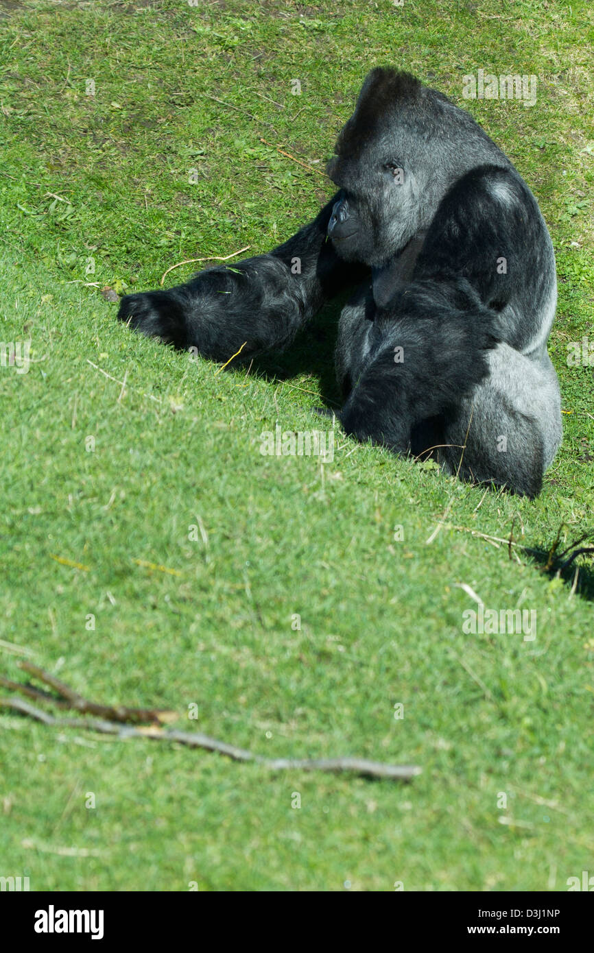 A big silverback gorilla sitting on grass Stock Photo - Alamy