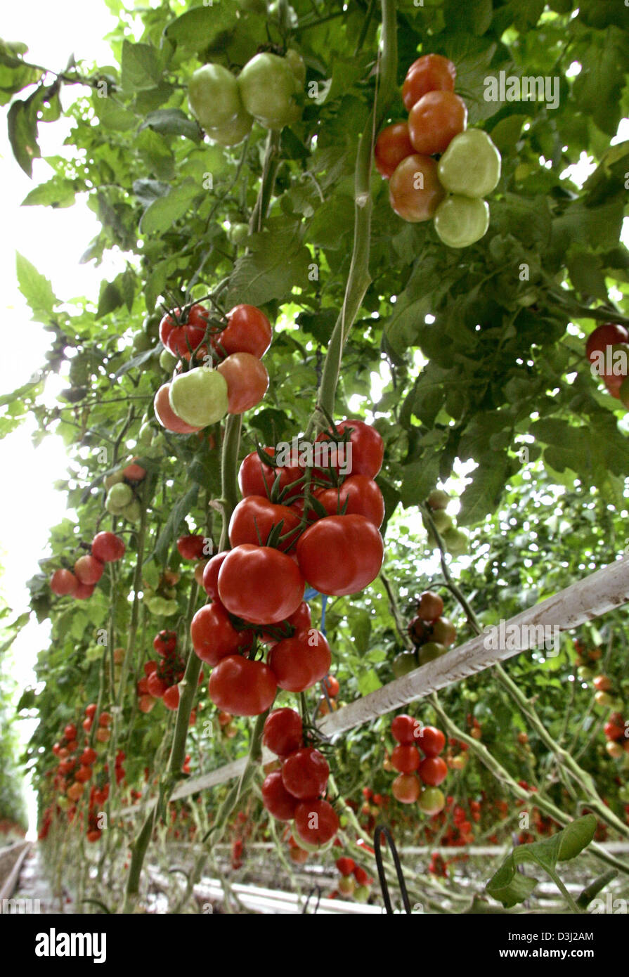 (dpa file) - Tomatoes hang from the greenhouse ceiling at farmer van ...