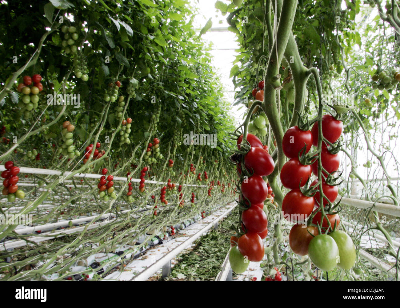 (dpa file) - Tomatoes hang from the greenhouse ceiling at farmer van ...