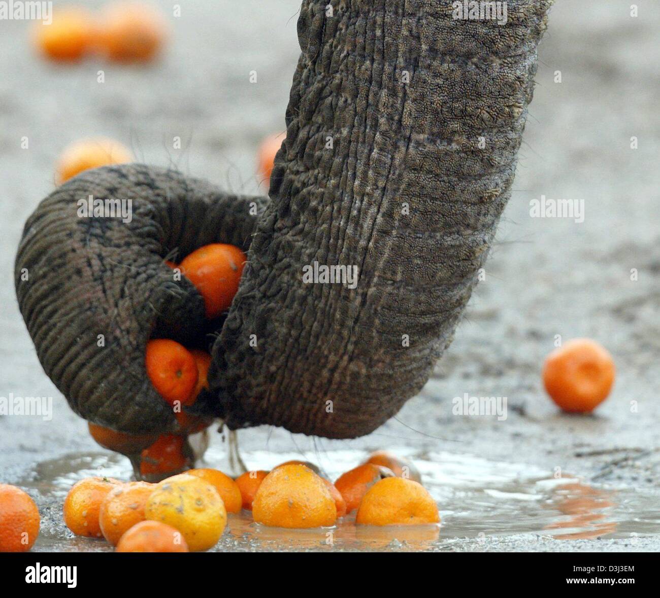 Human interest hum animals elephant trunk eating sucking tangerines ...
