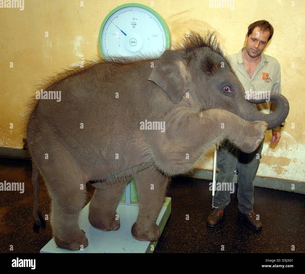 Human interest hum animals elephant scale weighing germany hi-res stock ...