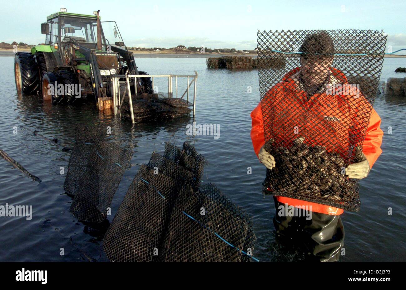(dpa) - With his tractor oyster fisherman Leo Wuggazer collects the ...