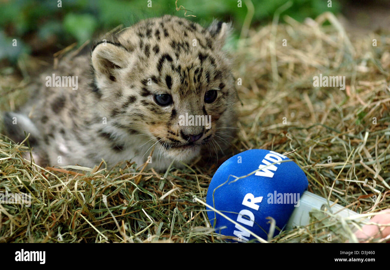 Leopard team hi-res stock photography and images - Alamy