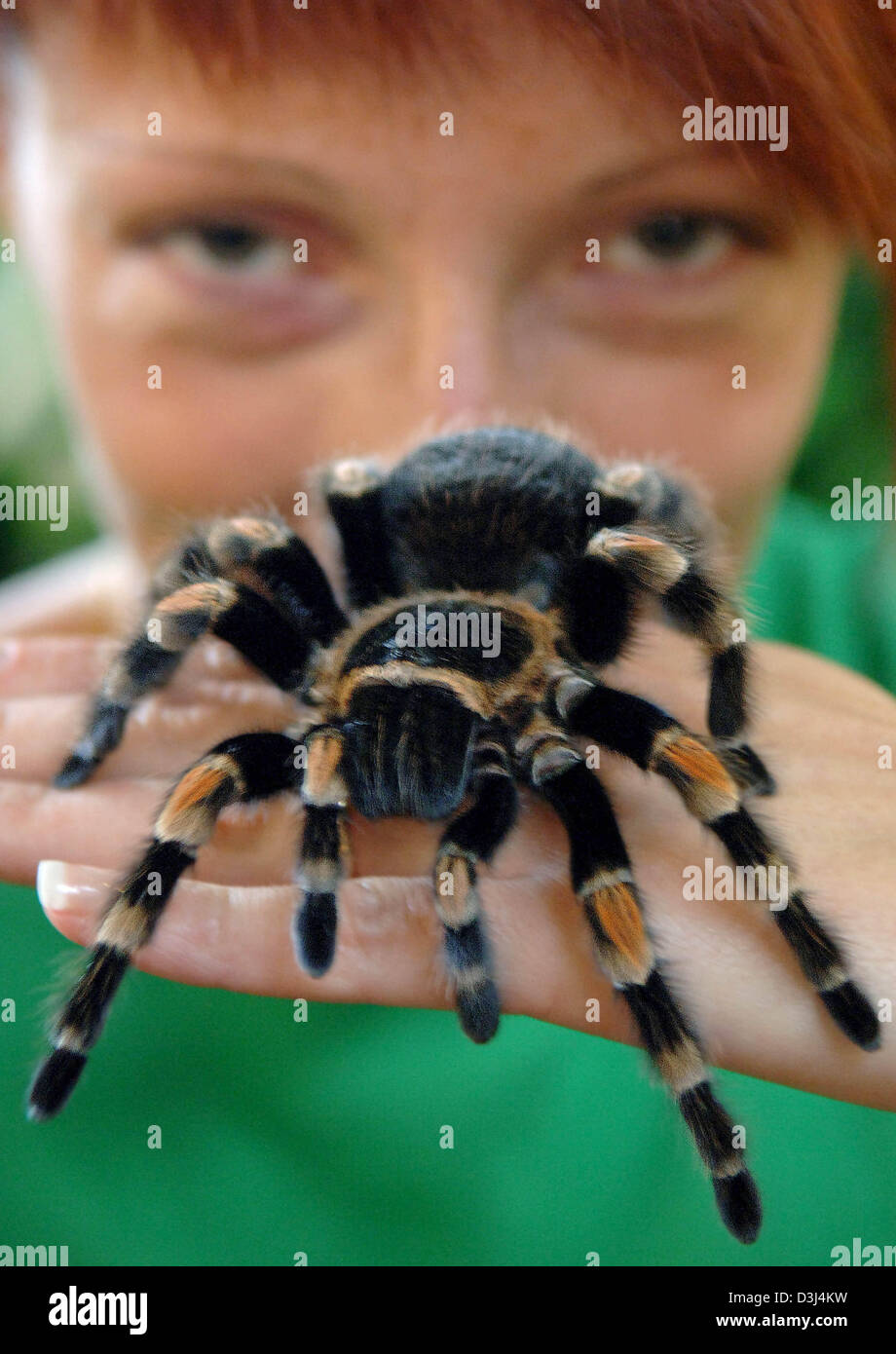 Lifestyle leisure lif animals human interest hum spider hand germany hi ...