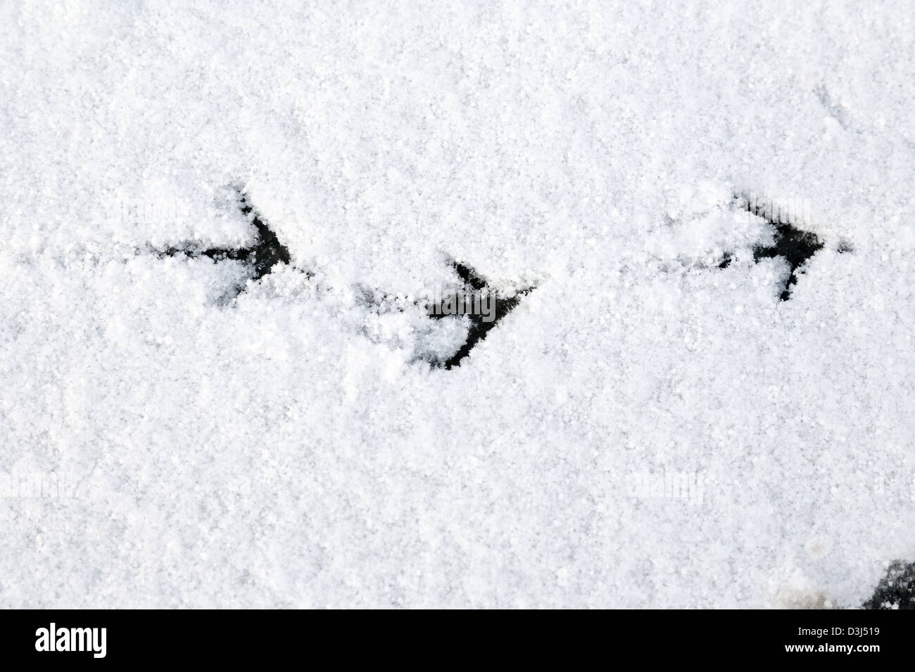 Single line of bird tracks in snow Stock Photo - Alamy