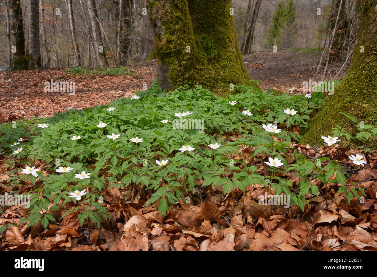 Anemone leaves hi-res stock photography and images - Alamy