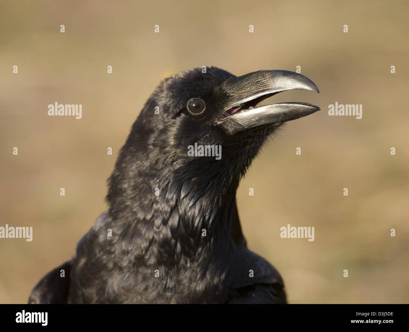 Corvus corax portrait hi-res stock photography and images - Alamy