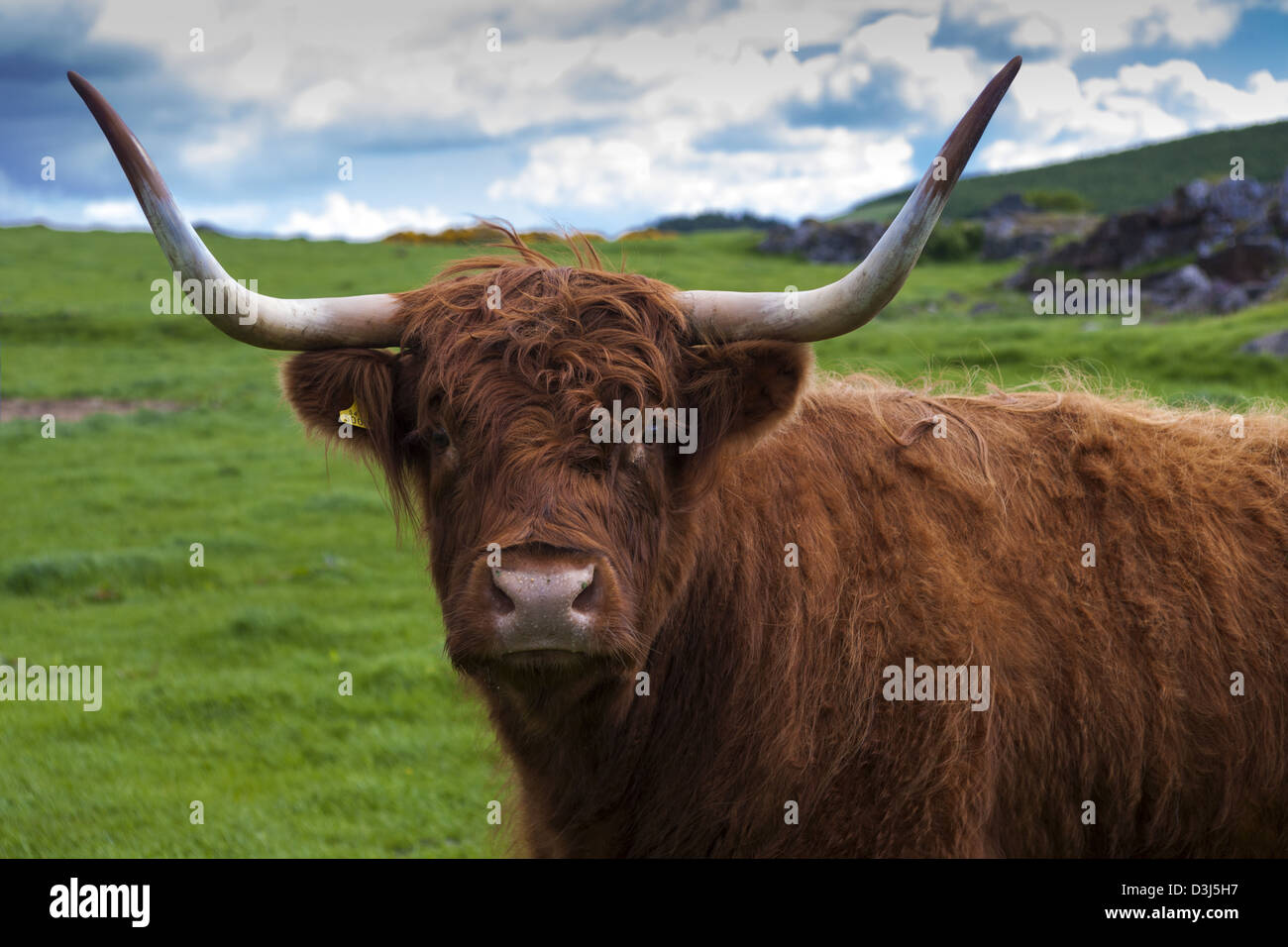 Red Highland cattle with long horns. This is a traditional Scottish ...