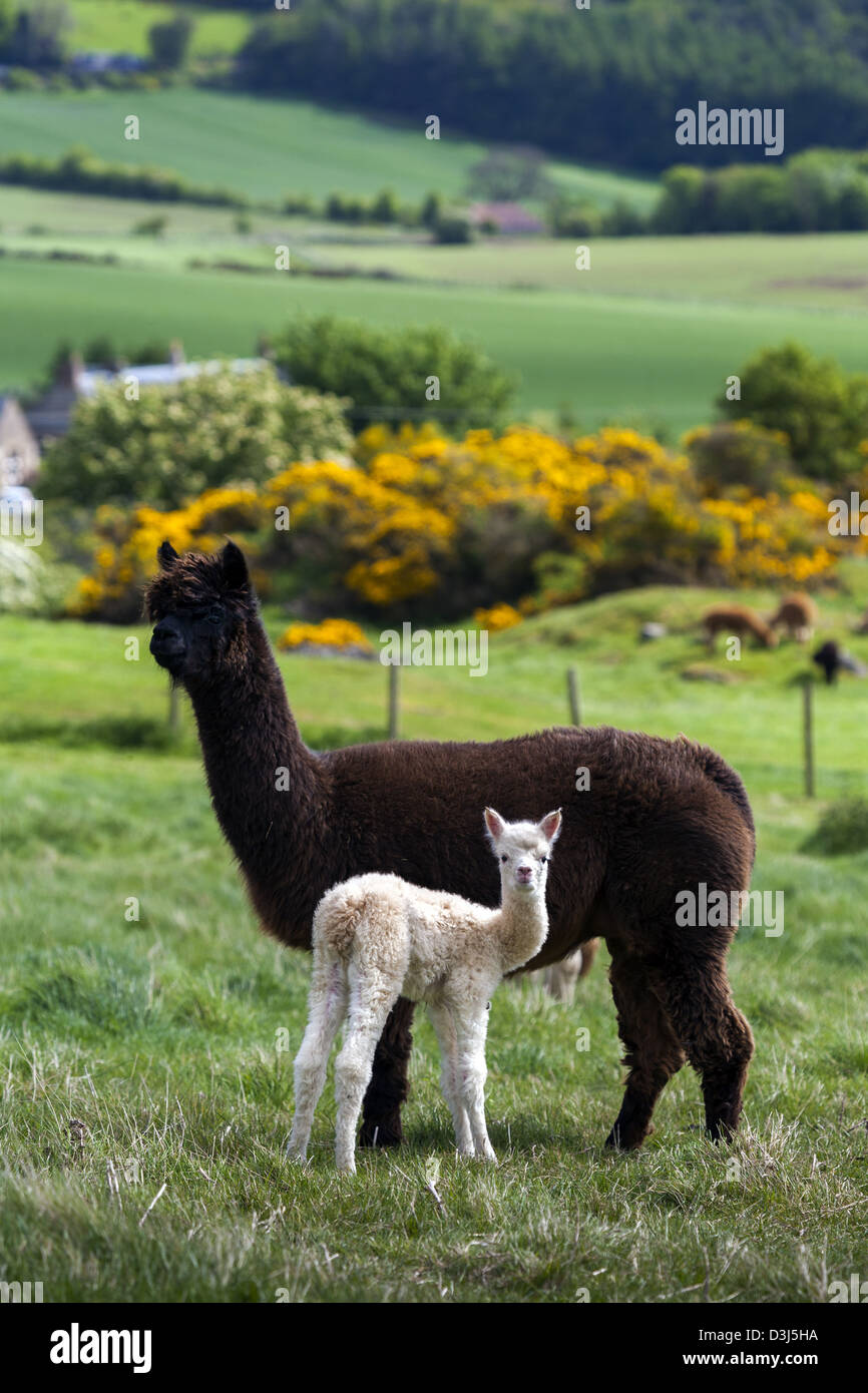 Mother Alpaca with baby cria vertical picture with Scottisj landscape ...