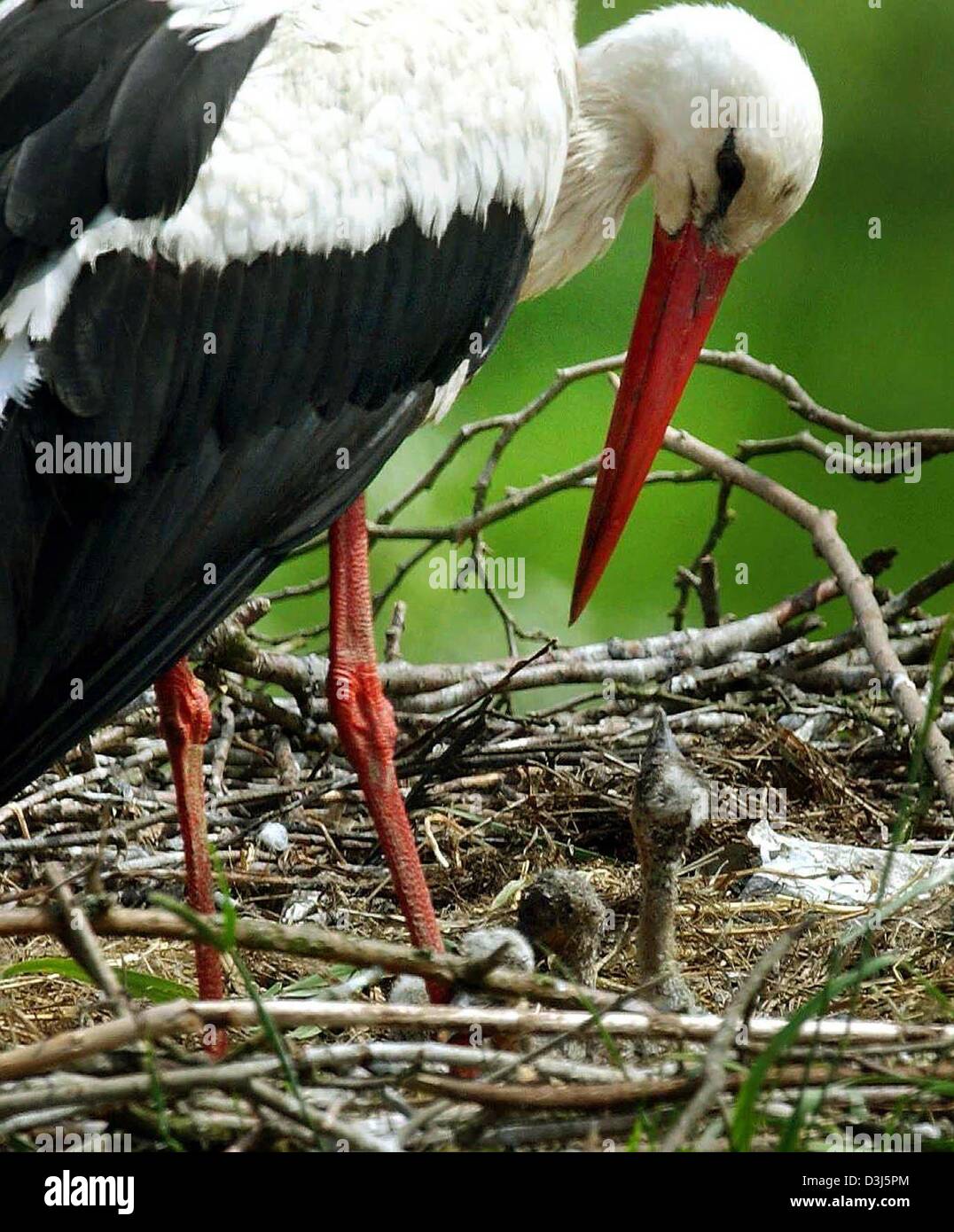 Human interest hum animals storck nest feeding chick offspring germany ...