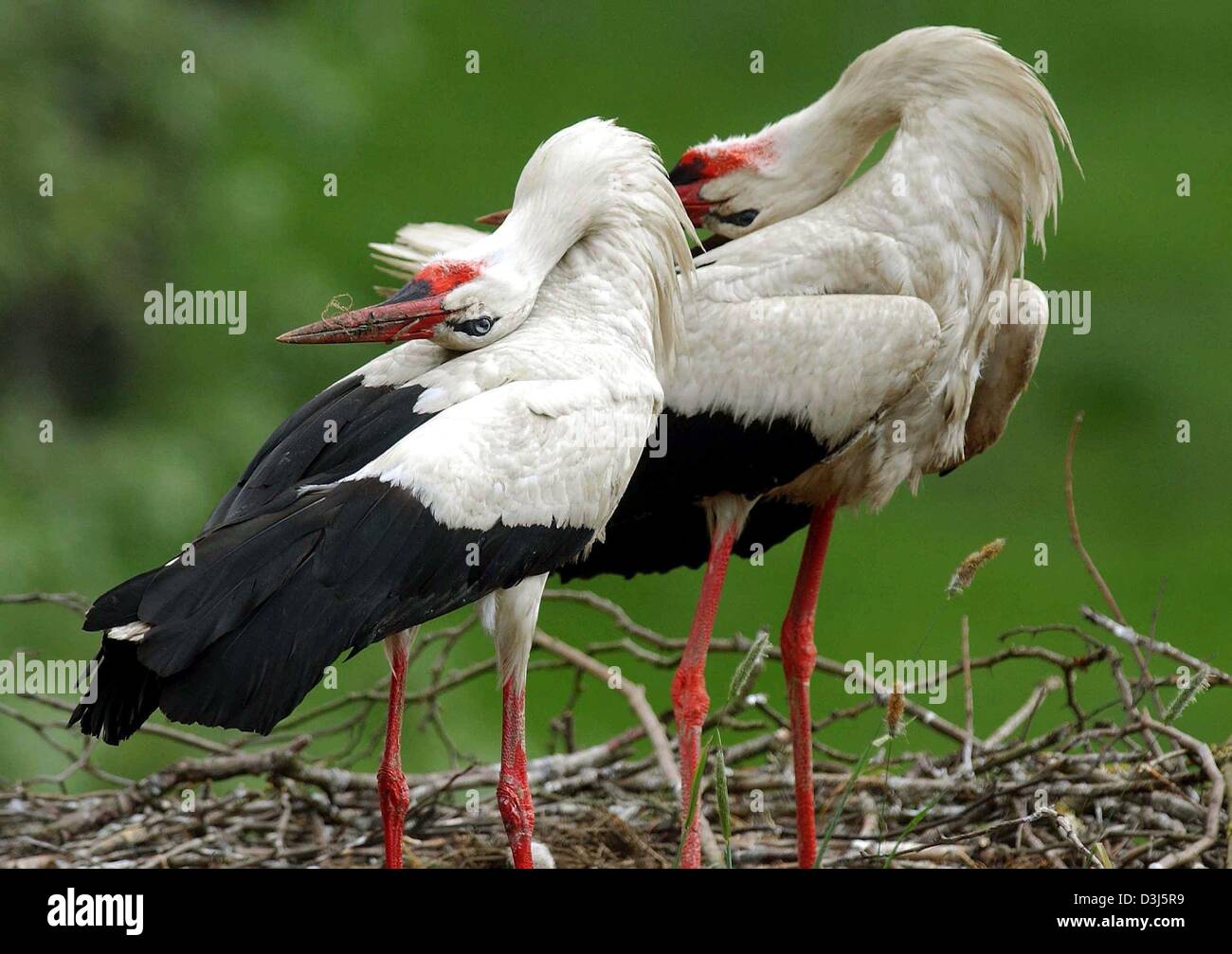 Storcks hi-res stock photography and images - Alamy
