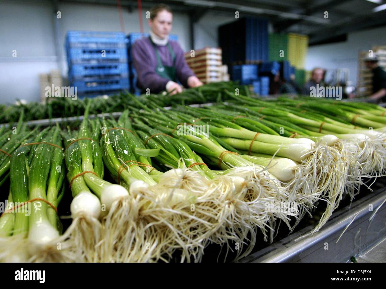 (dpa) - Spring onions are washed and packaged on a farm in Mutterstadt ...