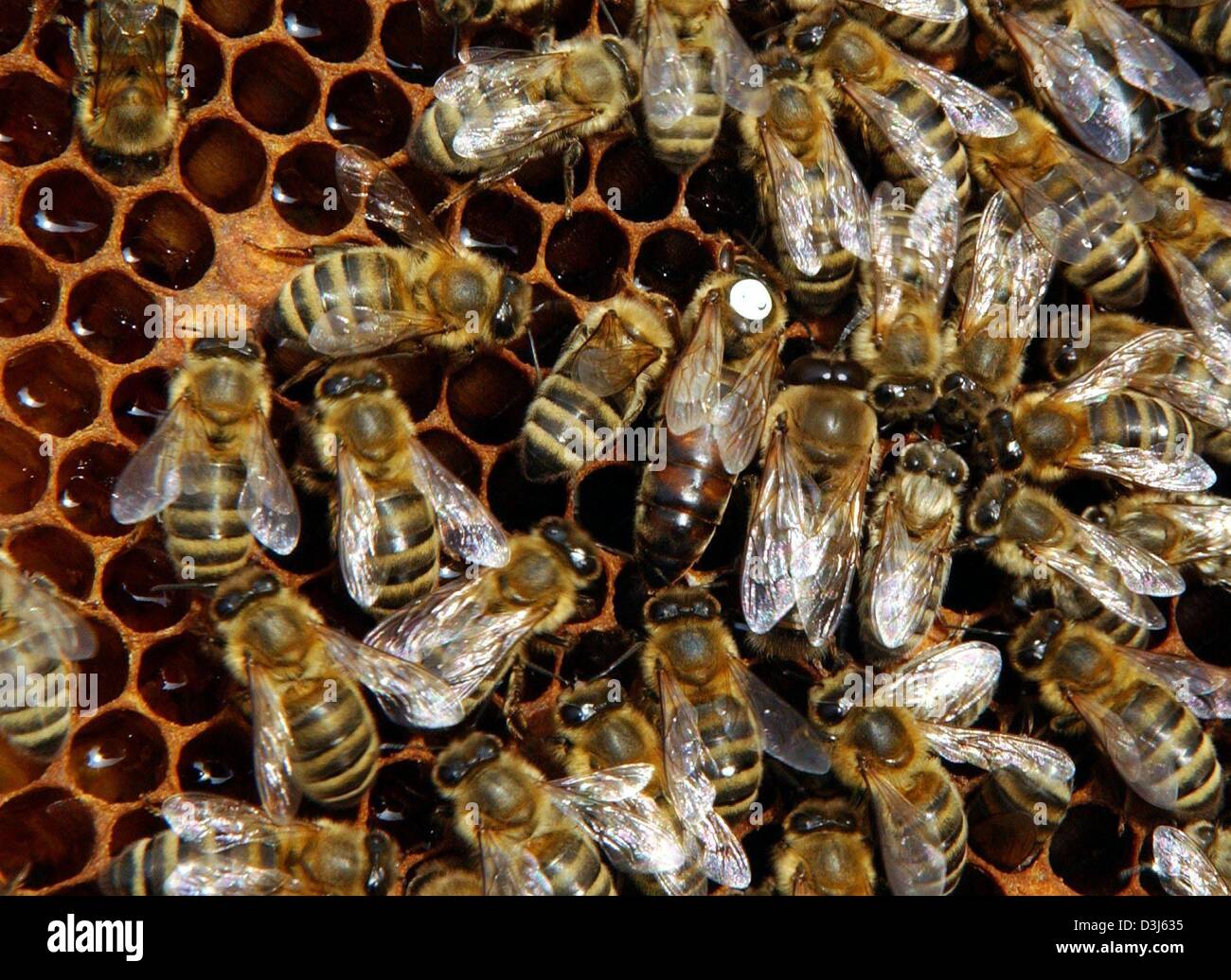 Human interest hum animals beehive honeycomb bees germany hi-res stock ...