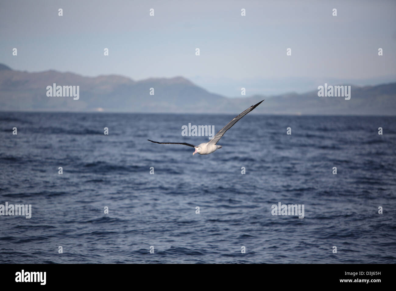 Gooney birds hi-res stock photography and images - Alamy