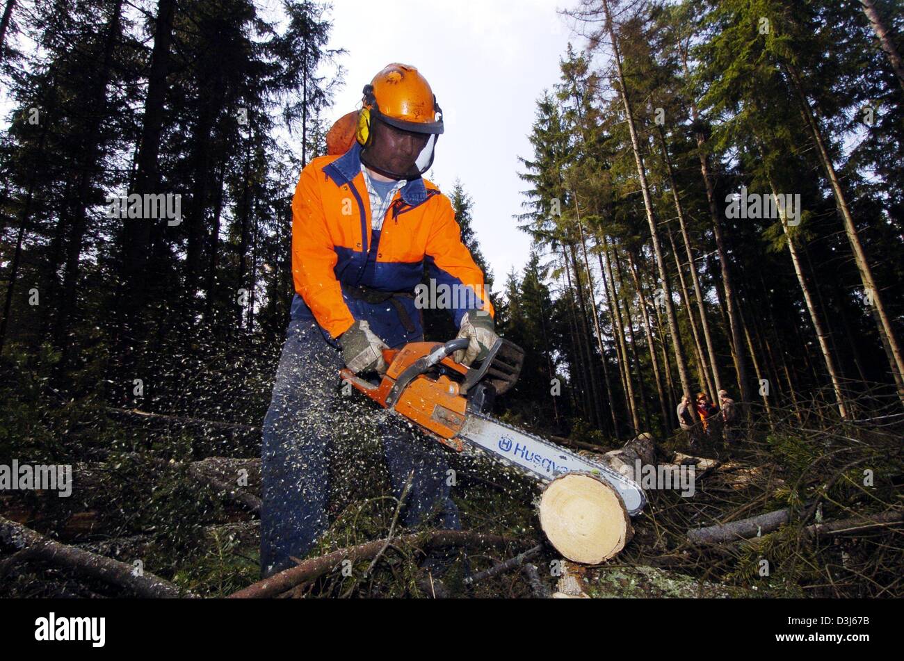 (dpa) - A forest worker cuts a felled tree into pieces with a chainsaw ...