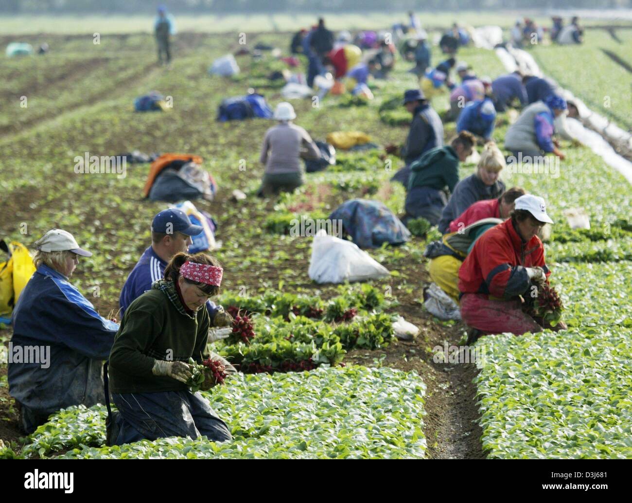 (dpa) - Eastern European farmhands harvest radish on a field in ...