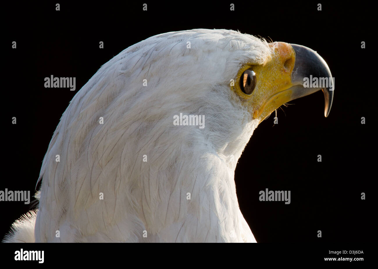 African Sea Eagle Stock Photo - Alamy