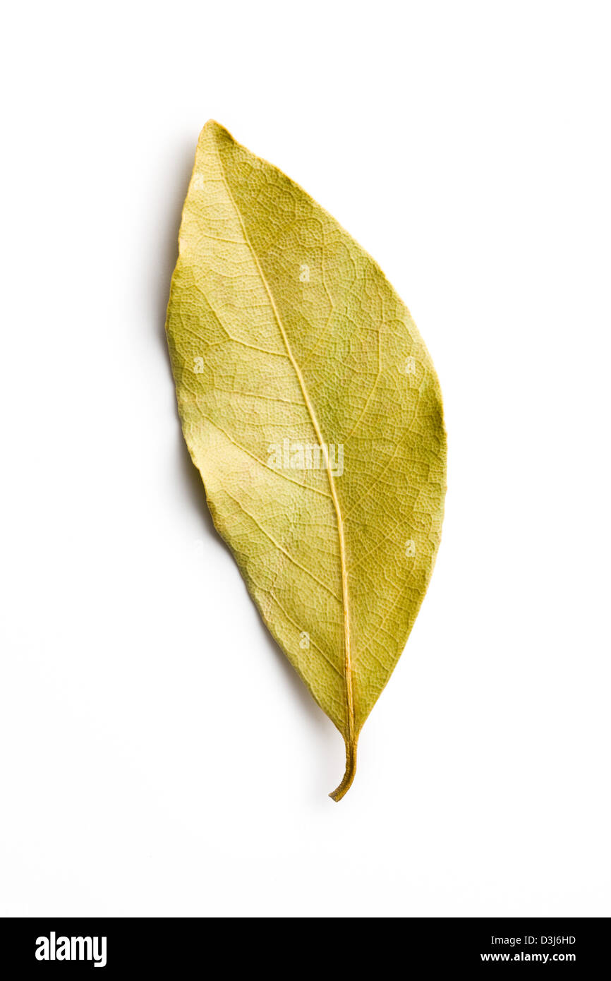 bay leaf on white background Stock Photo - Alamy