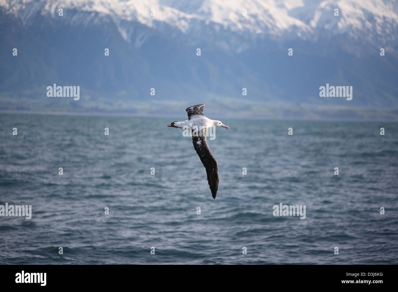 Albatrosses in flight Stock Photo - Alamy
