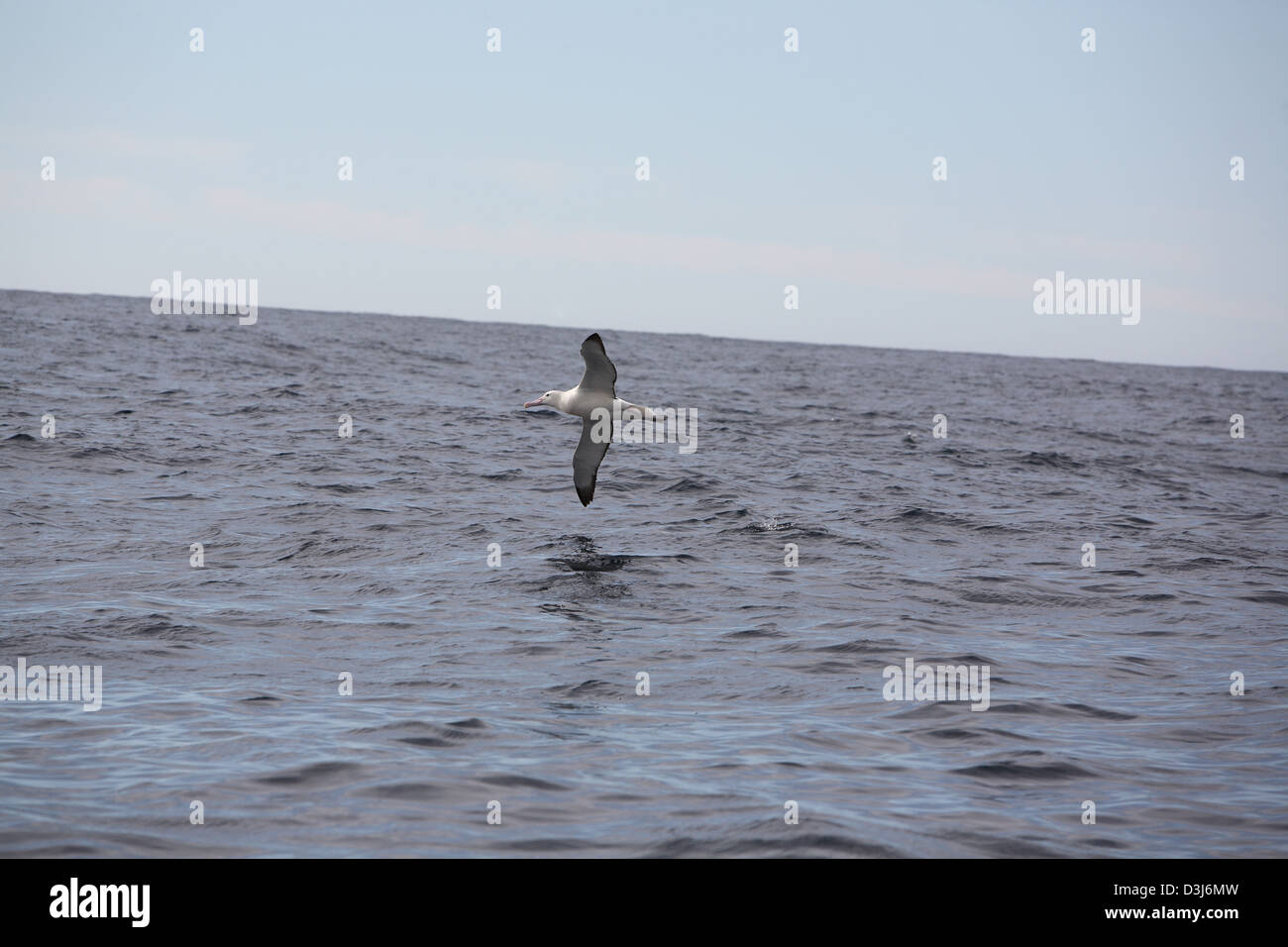 Albatrosses in flight Stock Photo - Alamy