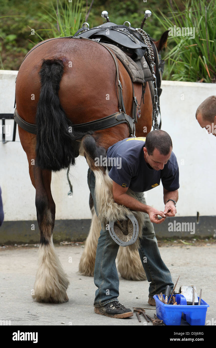 Shire horse hooves hi-res stock photography and images - Alamy