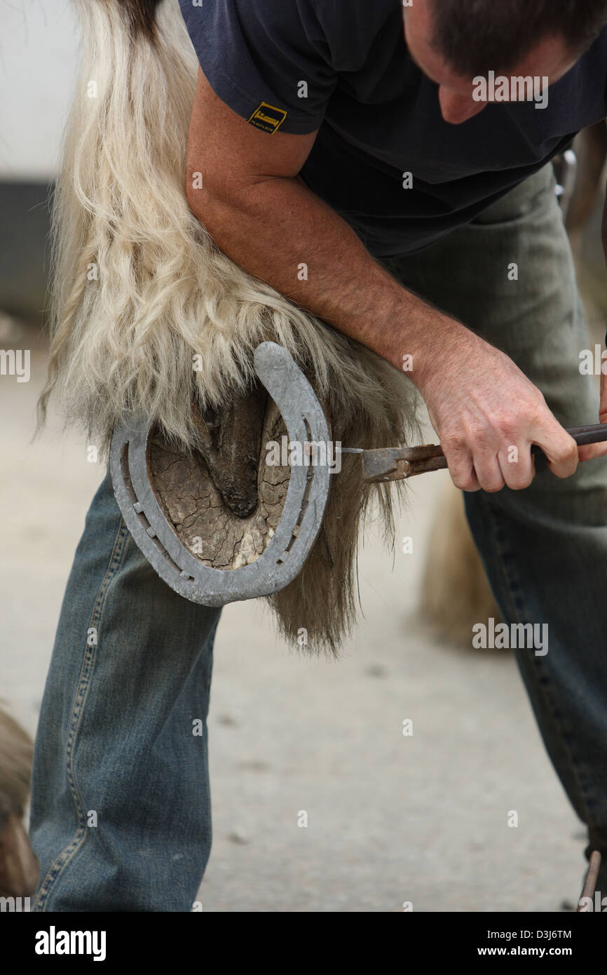 Shire horse hooves hi-res stock photography and images - Alamy