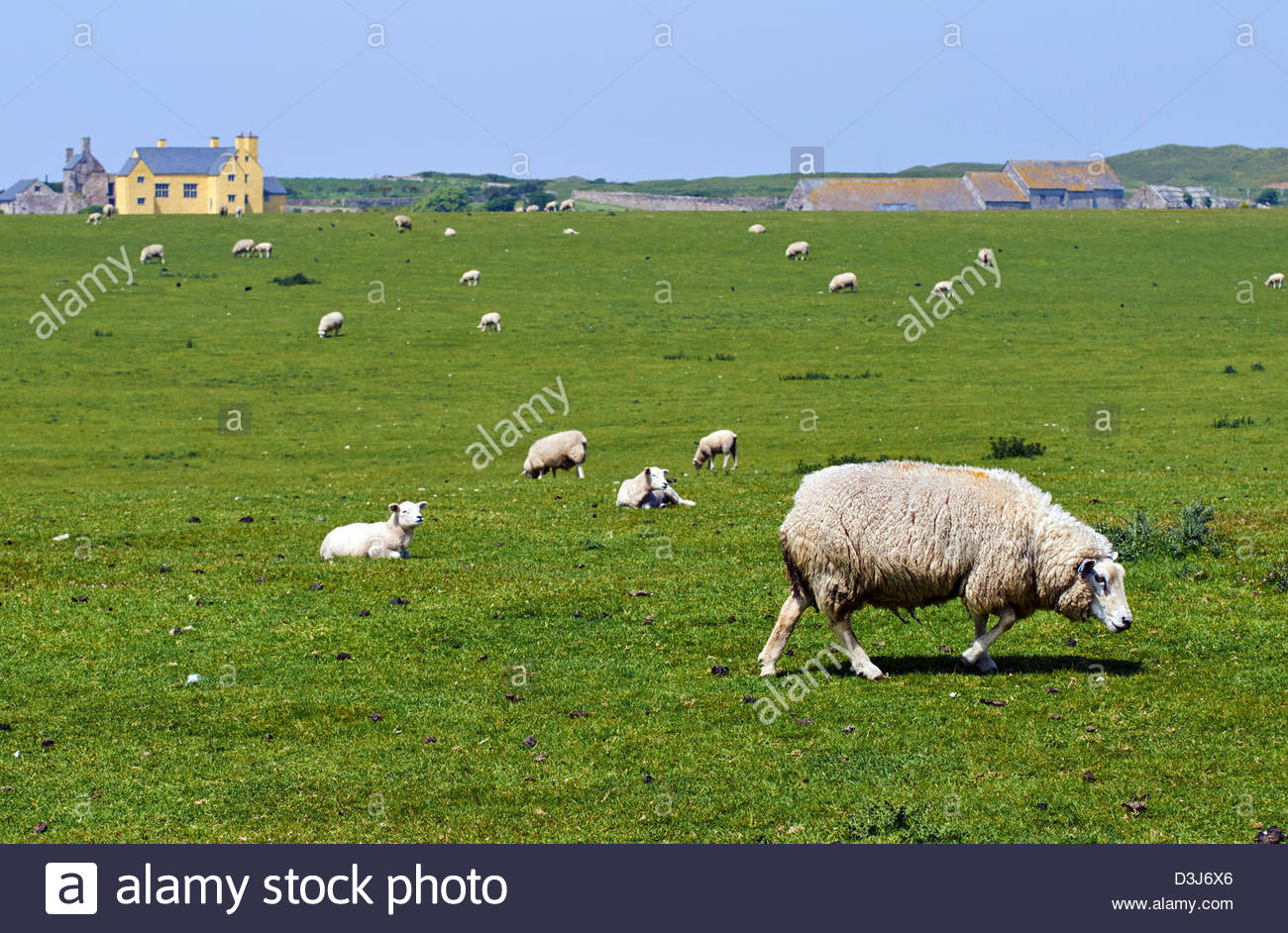 Sheep Grazing House High Resolution Stock Photography and Images - Alamy