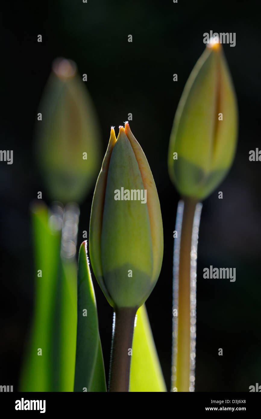 Shining tulips hi-res stock photography and images - Alamy