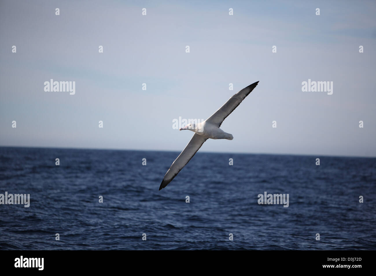 Albatrosses in flight Stock Photo - Alamy