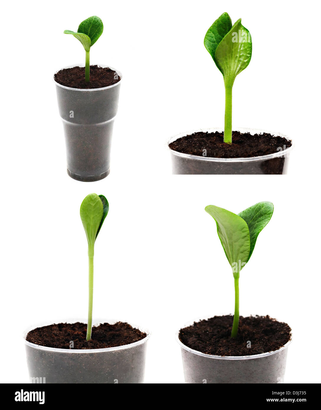 High resolution macro white Cut Out Stock Images & Pictures - Alamy