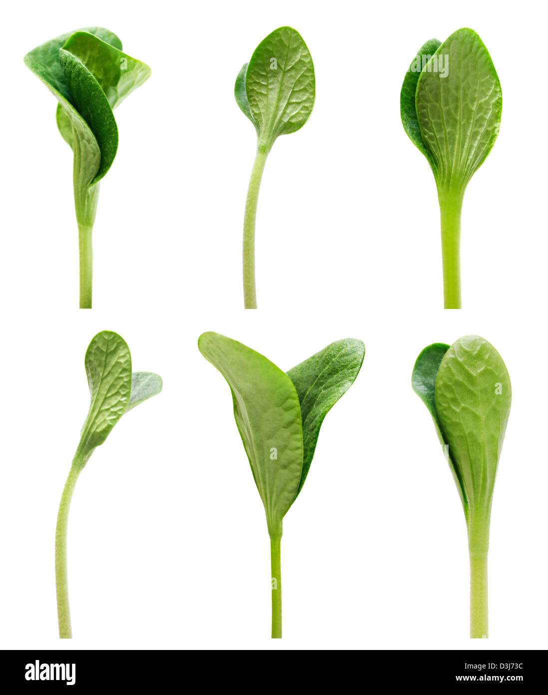 Green twisted sprout set isolated on white background Stock Photo - Alamy