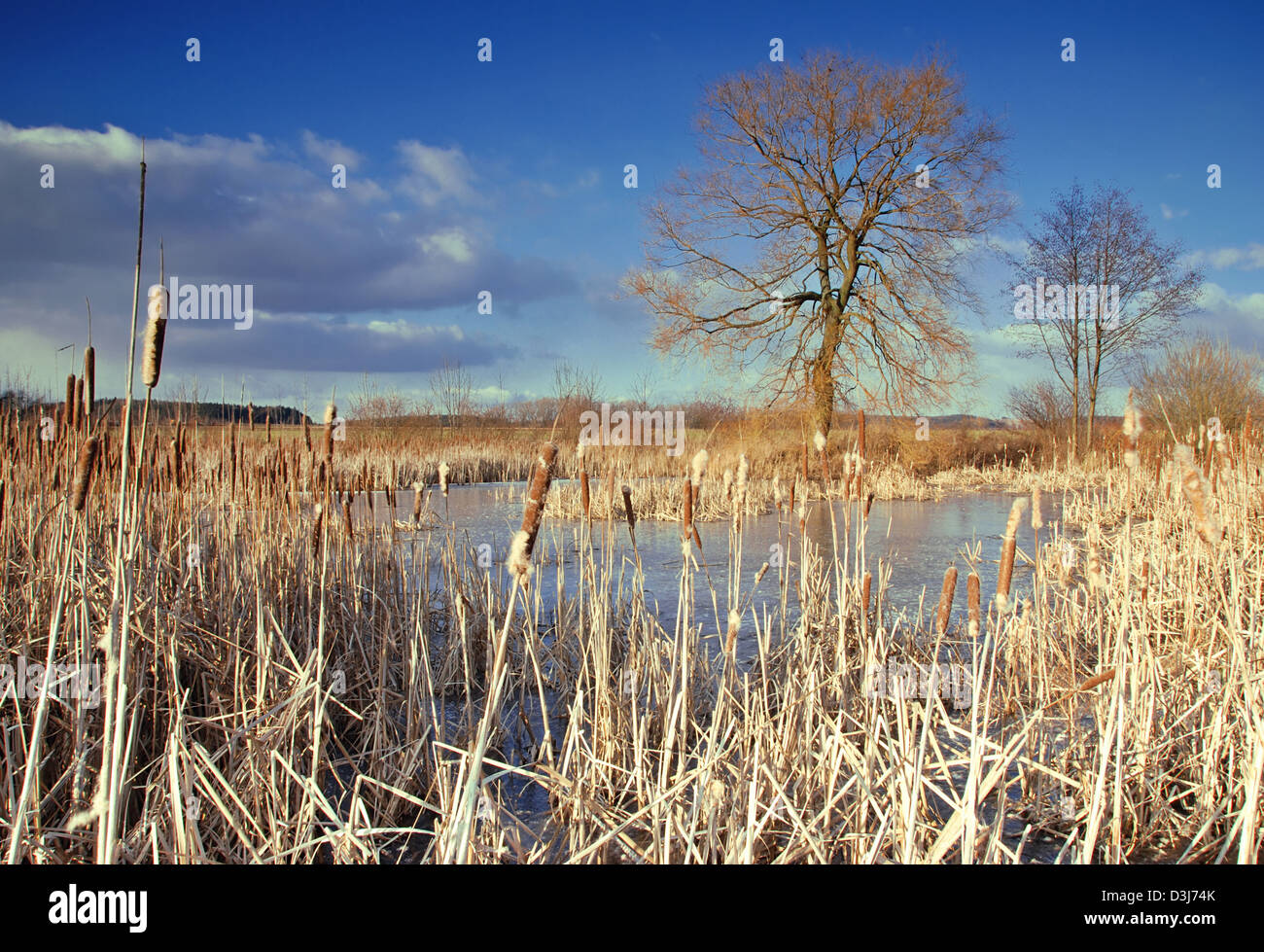 Romantic landscape of frozen lake with bulrush, tree in the back and a ...