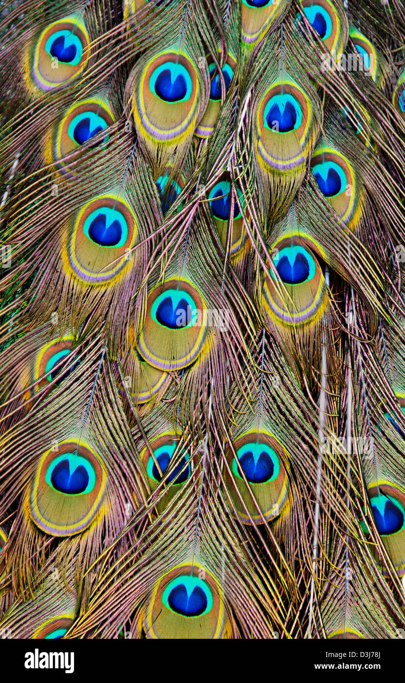 Peacock back as a background Stock Photo - Alamy