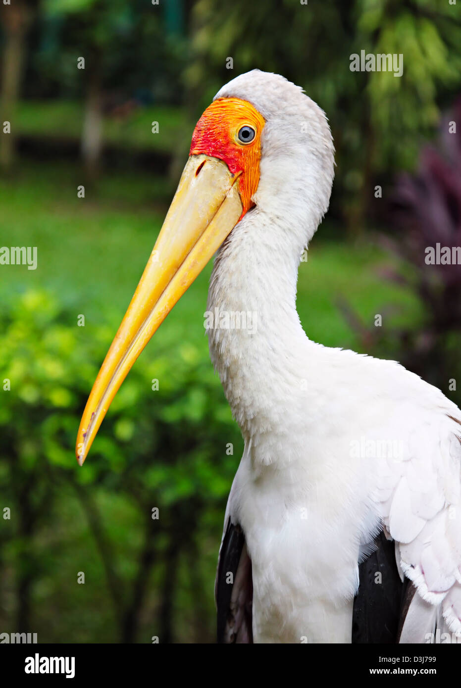 Yellow billed stork in Kuala Lumpur Zoo Stock Photo - Alamy