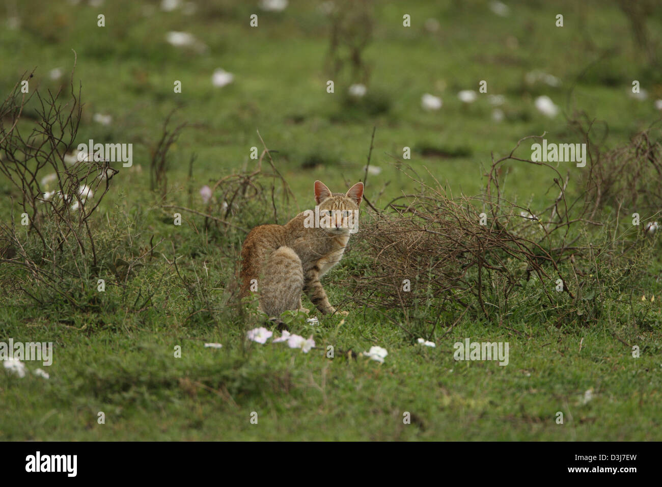 African wild cat Stock Photo - Alamy