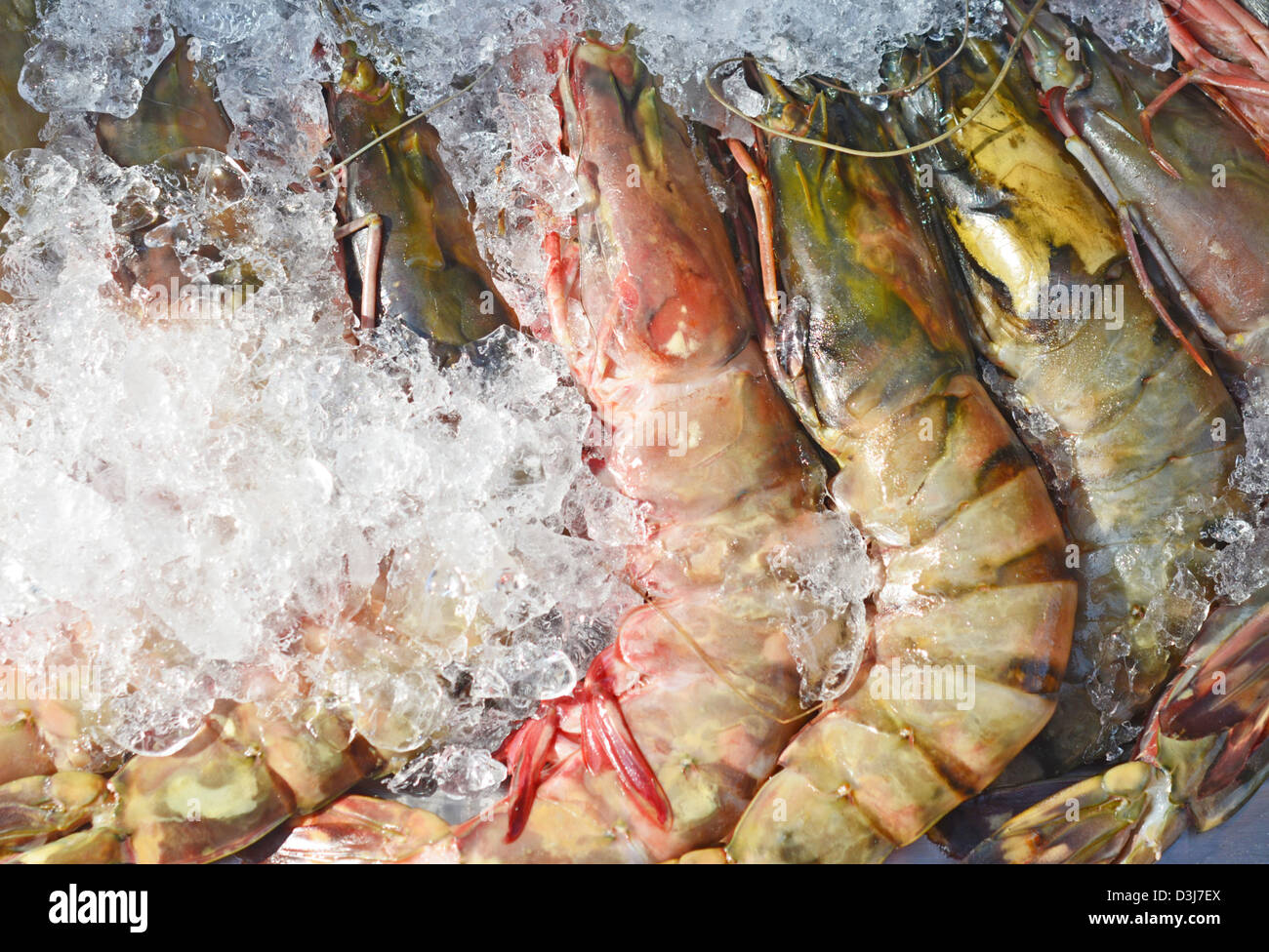 Tiger prawns hi-res stock photography and images - Alamy