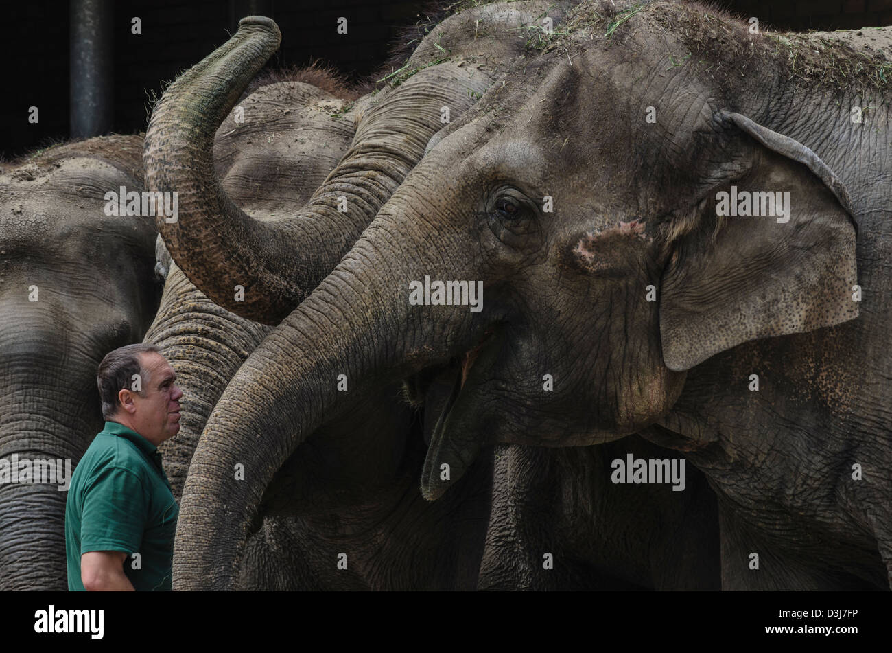 Elephants with zoo keeper in Berlin, Germany Stock Photo - Alamy