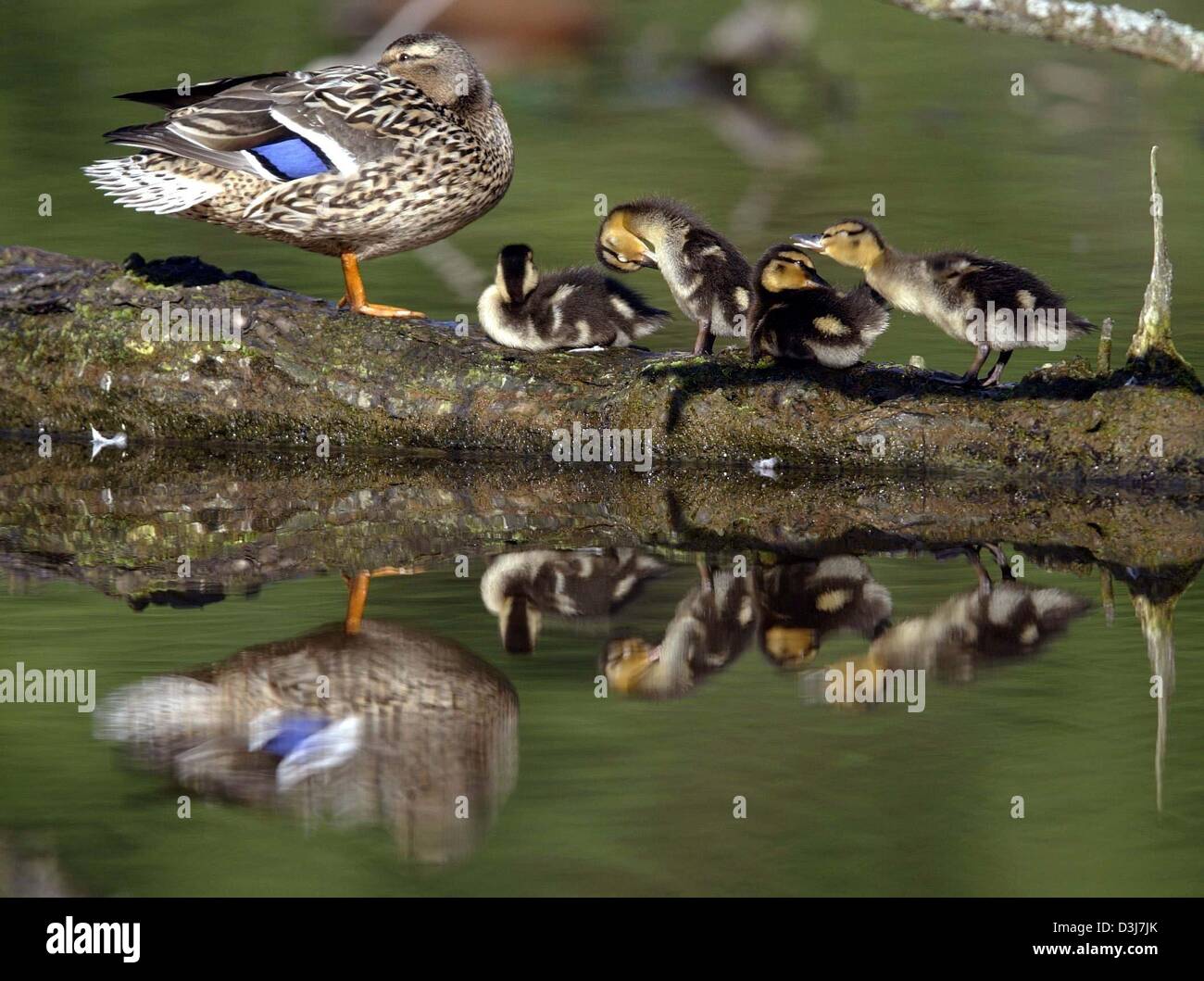(dpa) - A mallard duck and her offspring take a break on a branch after ...