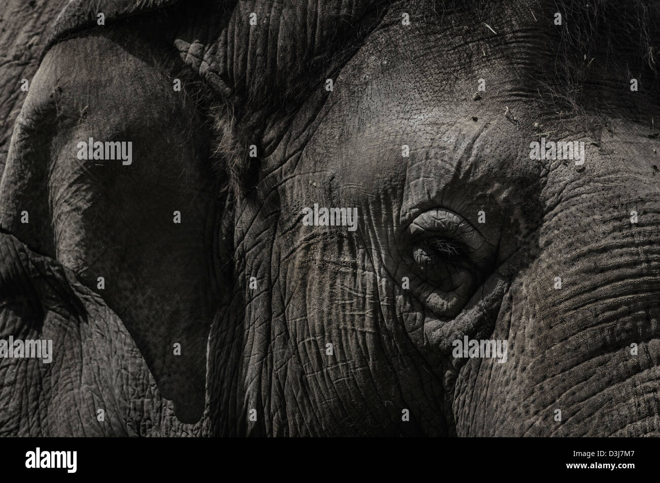 Elephant in Berlin, Germany Stock Photo - Alamy