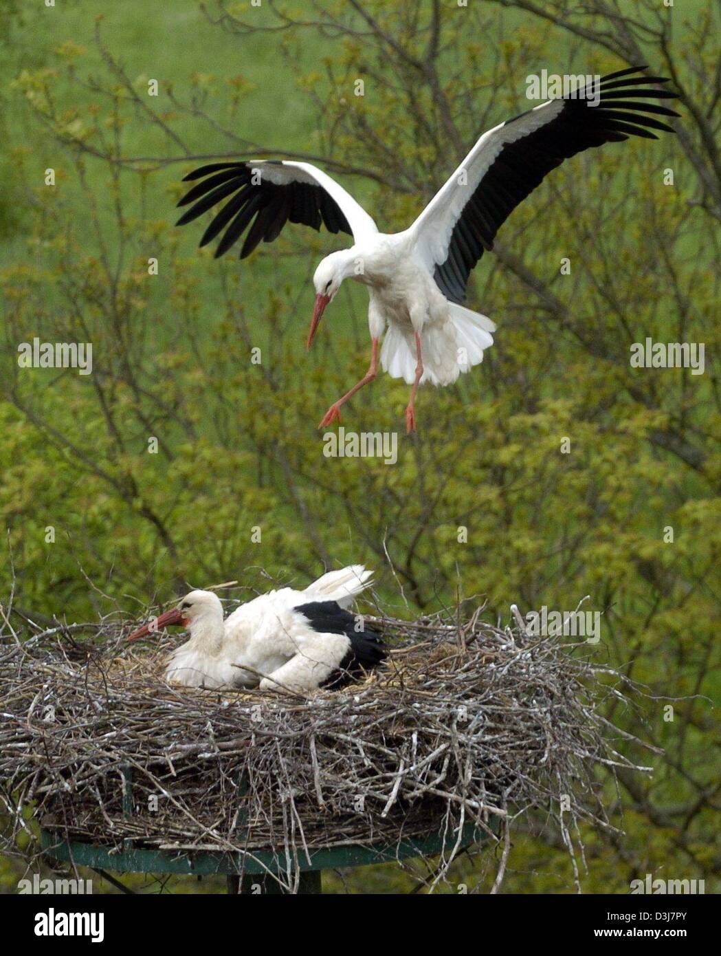 (dpa) - A stork is about to land on a nest in Hamburg, Germany, 4 May ...