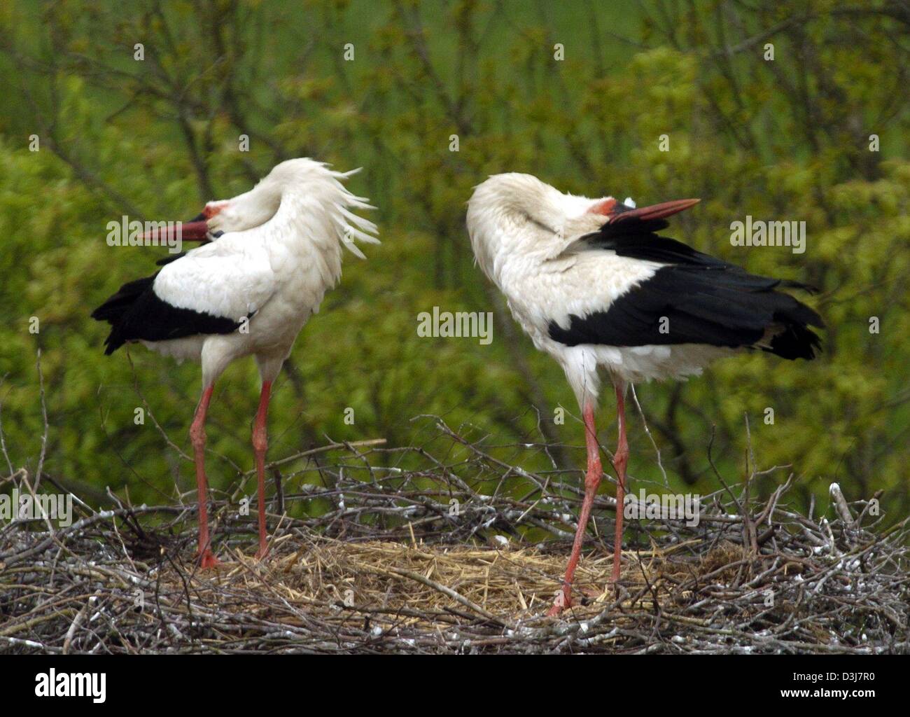 Human interest hum animals storks nest birds germany hi-res stock ...