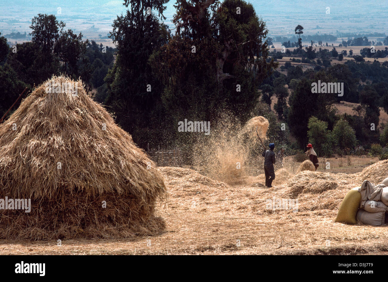 Farmer winnowing grain by throwing it to the wind with a pitchfork ...