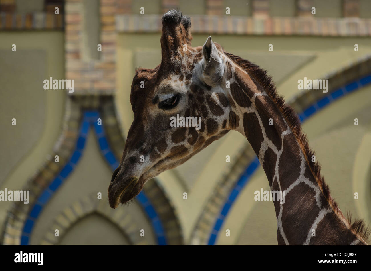 Giraffe at zoo in Berlin, Germany Stock Photo - Alamy