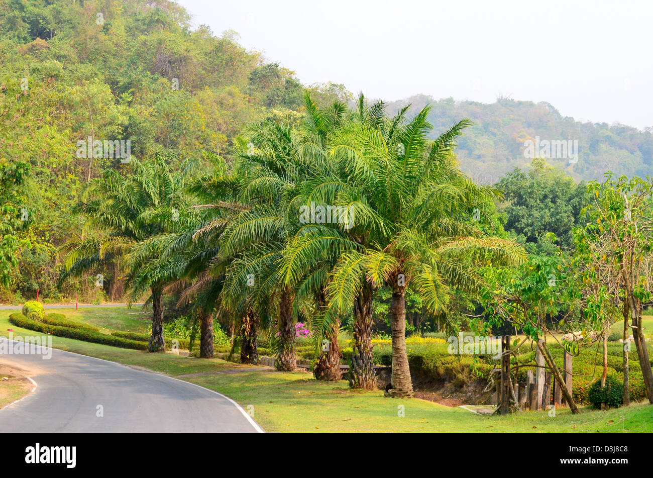 Asia , jungle , dry season hi-res stock photography and images - Alamy